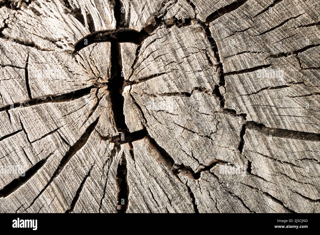 Abstract tree stump texture, old crack wood Stock Photo - Alamy