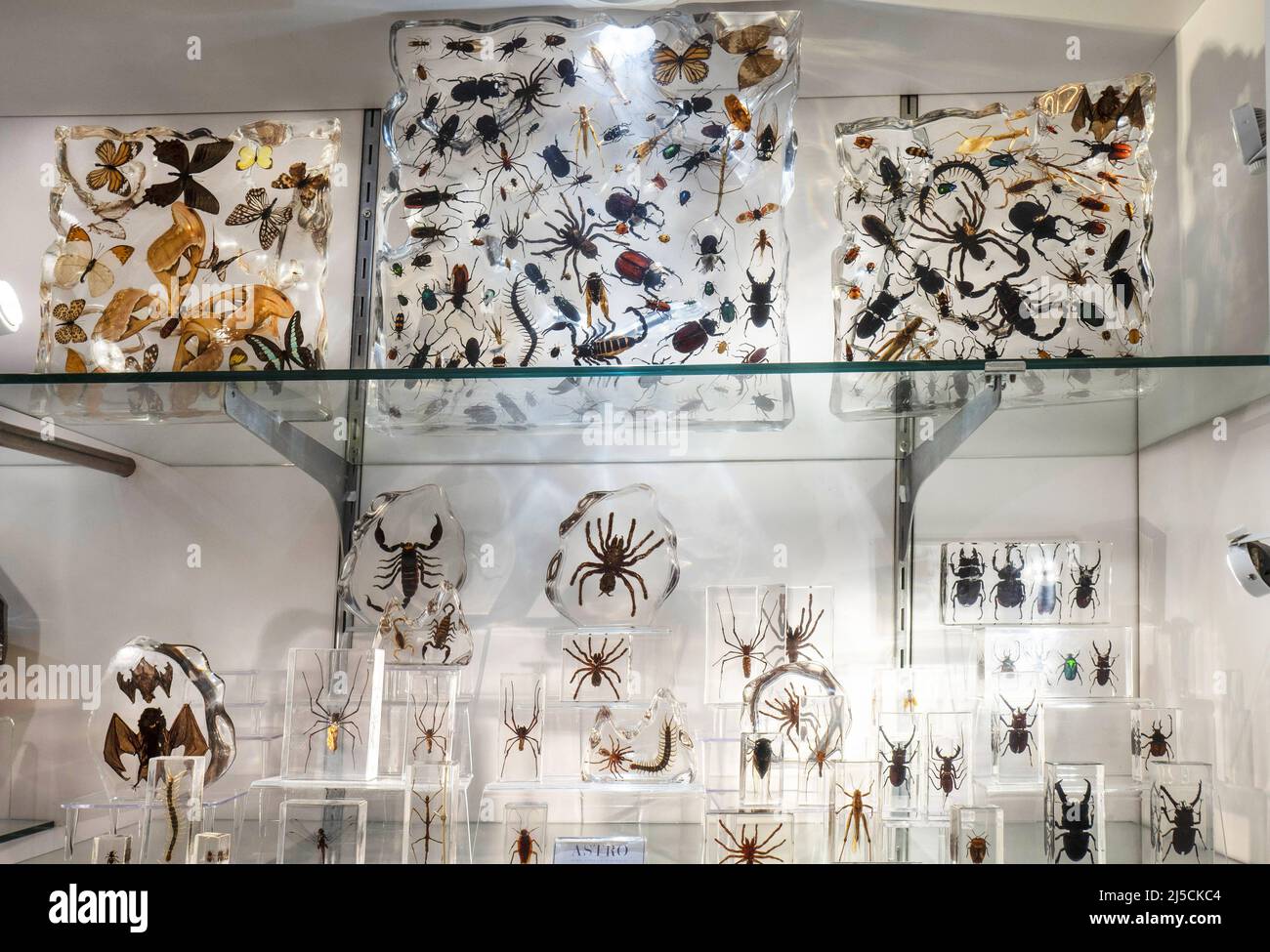 Various insects hi-res stock photography and images - Alamy