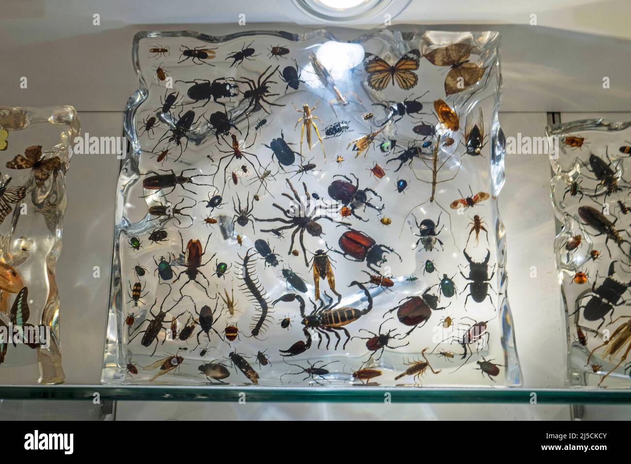 All about insects hi-res stock photography and images - Alamy