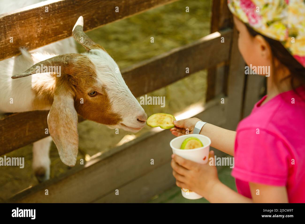 cute little kid feeding a goat at farm Stock Photo - Alamy