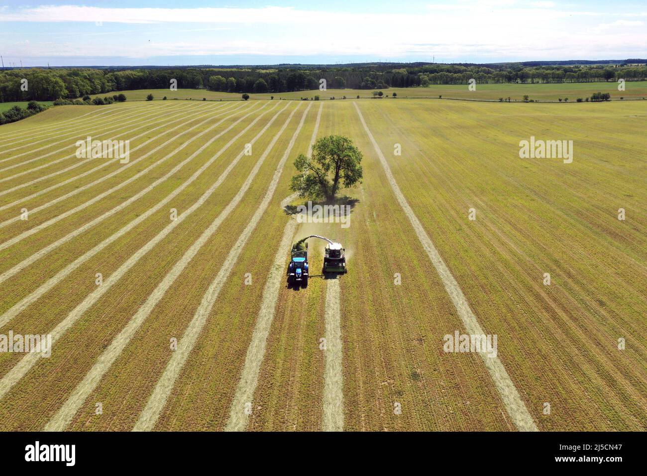 Muencheberg, DEU, 02.06.2020 - Aerial view of forage harvesting at the ...
