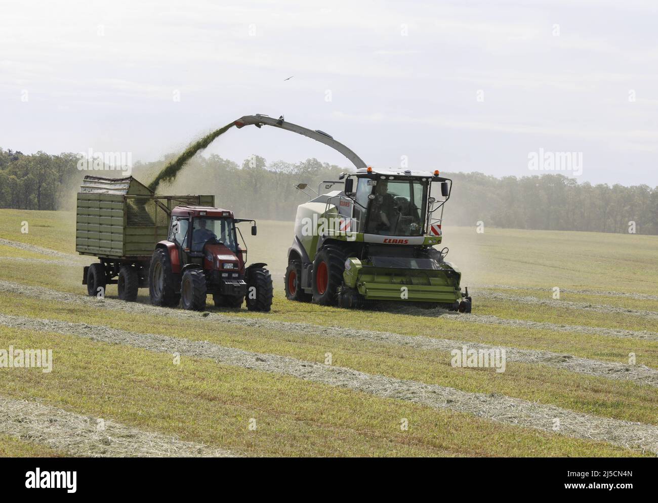 Forage grass hi-res stock photography and images - Alamy