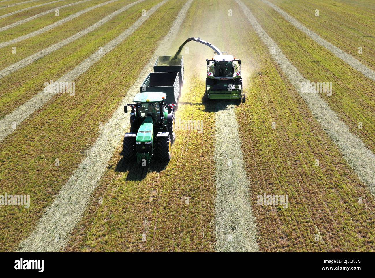 Muencheberg, DEU, 02.06.2020 - Aerial view of forage harvesting at the ...