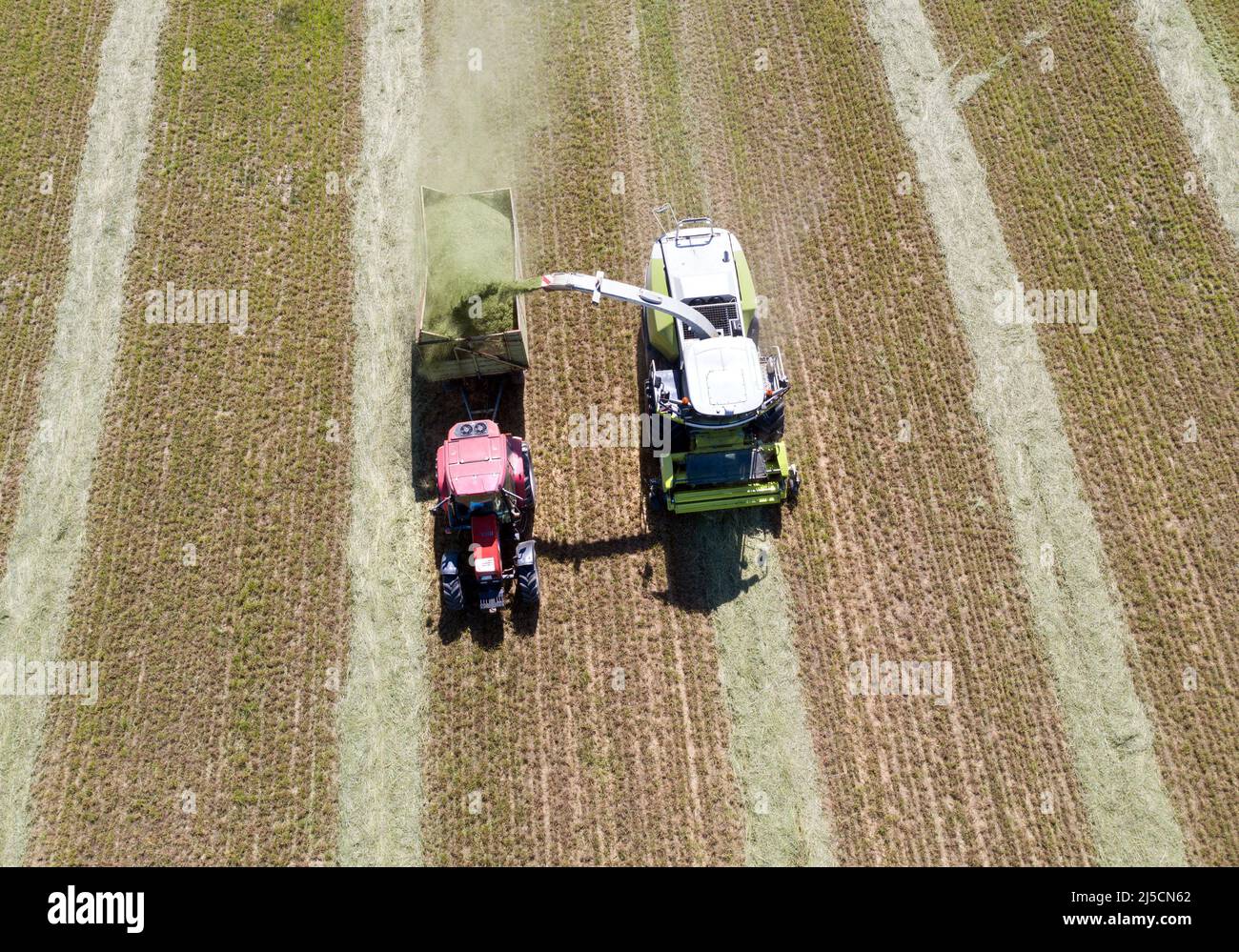 Muencheberg, DEU, 02.06.2020 - Aerial view of forage harvesting at the ...