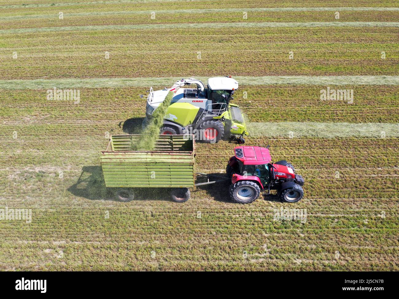 Muencheberg, DEU, 02.06.2020 - Aerial view of forage harvesting at the ...