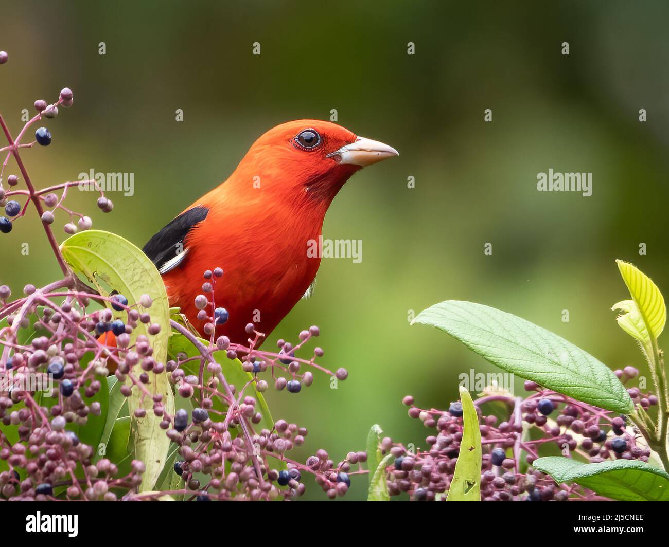 Male Scarlet Tanager, Pitangus olivacea on Miconia bush (Melastomaceae ...