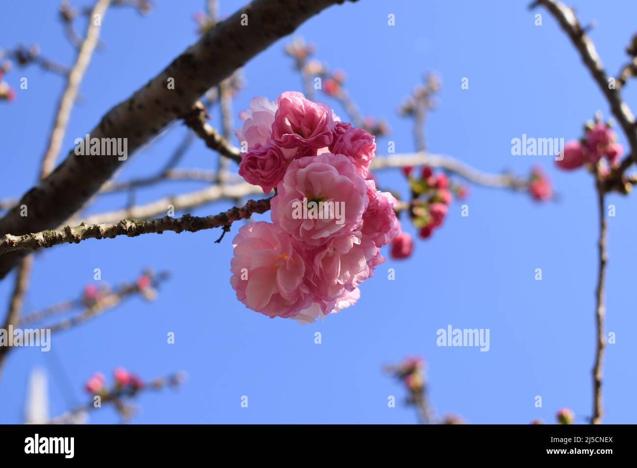 Close up double cherry blossom branches and buds, also known as yae ...