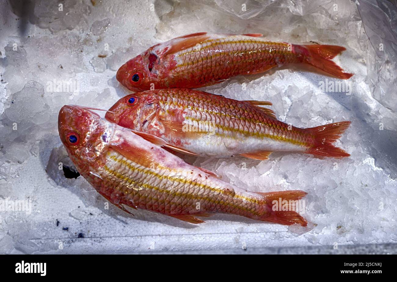 Redfish sculpture hi-res stock photography and images - Alamy