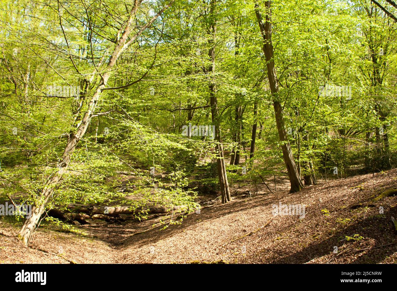 Little Monk Wood Epping Forest Essex, England UK Europe Stock Photo - Alamy