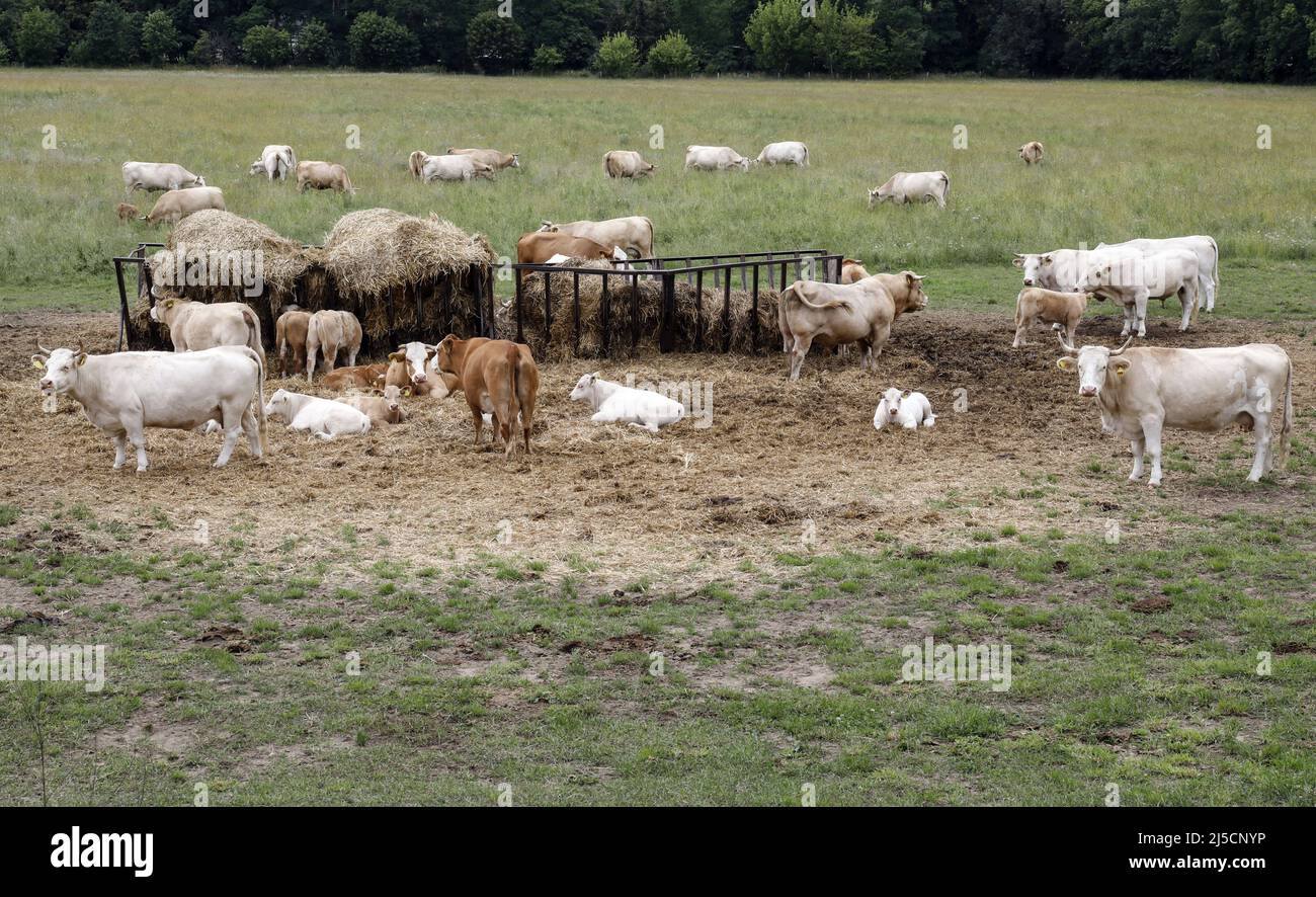 Free-range calves, cattle and cows of the Jahnsfelder Biolandhof in ...