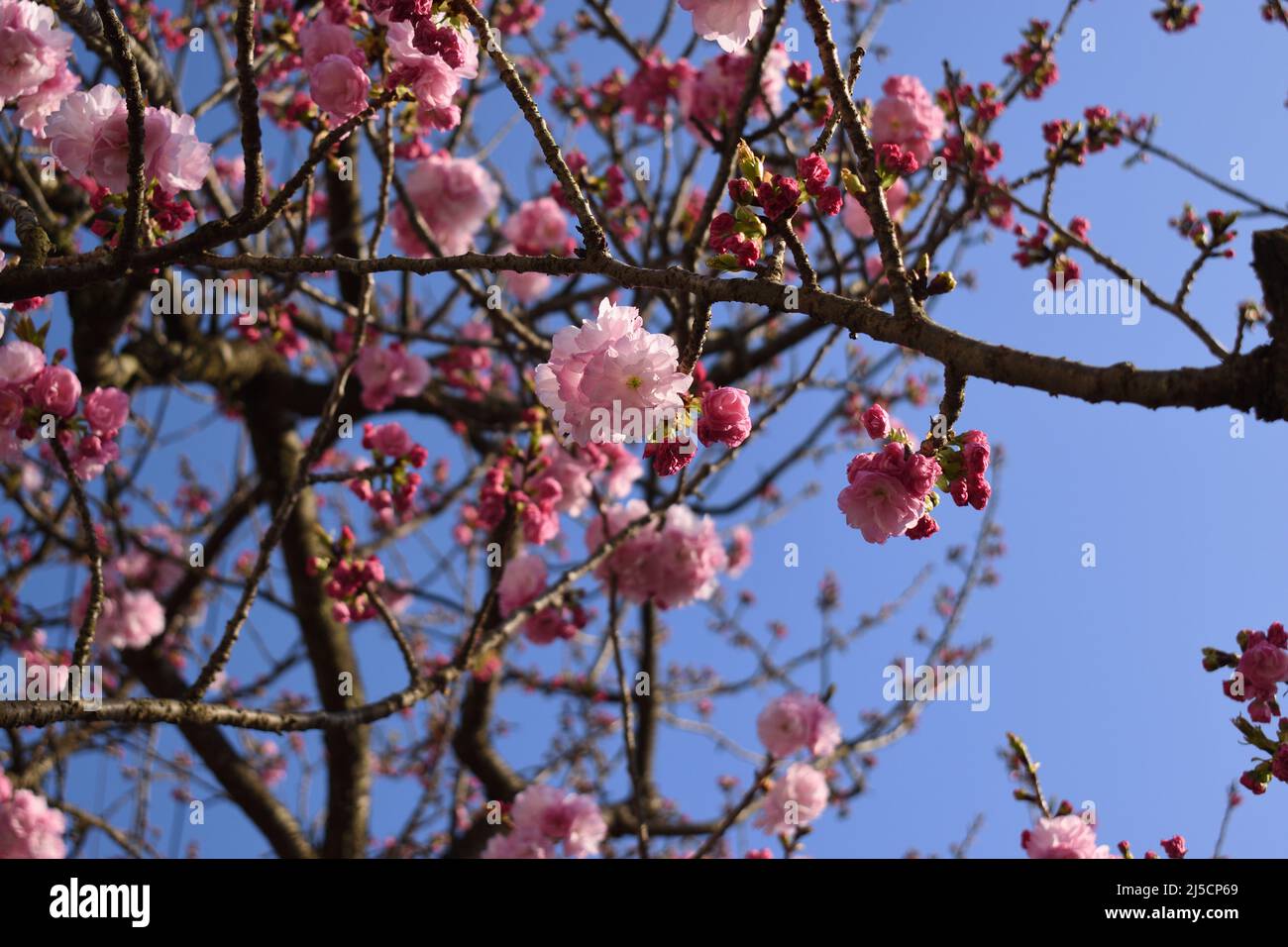 Double cherry blossom branches and buds, also known as yae zakura, a ...