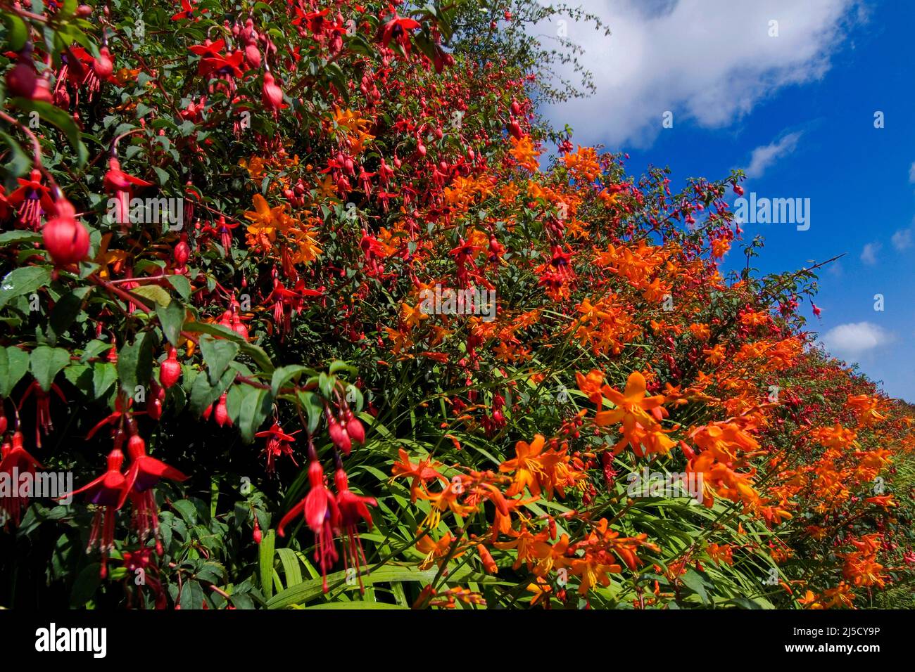 Fuchsia hedge hi-res stock photography and images - Alamy