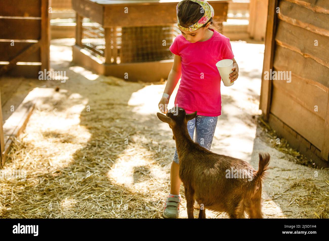 A little girl feeds a goat at a children's petting zoo Stock Photo - Alamy