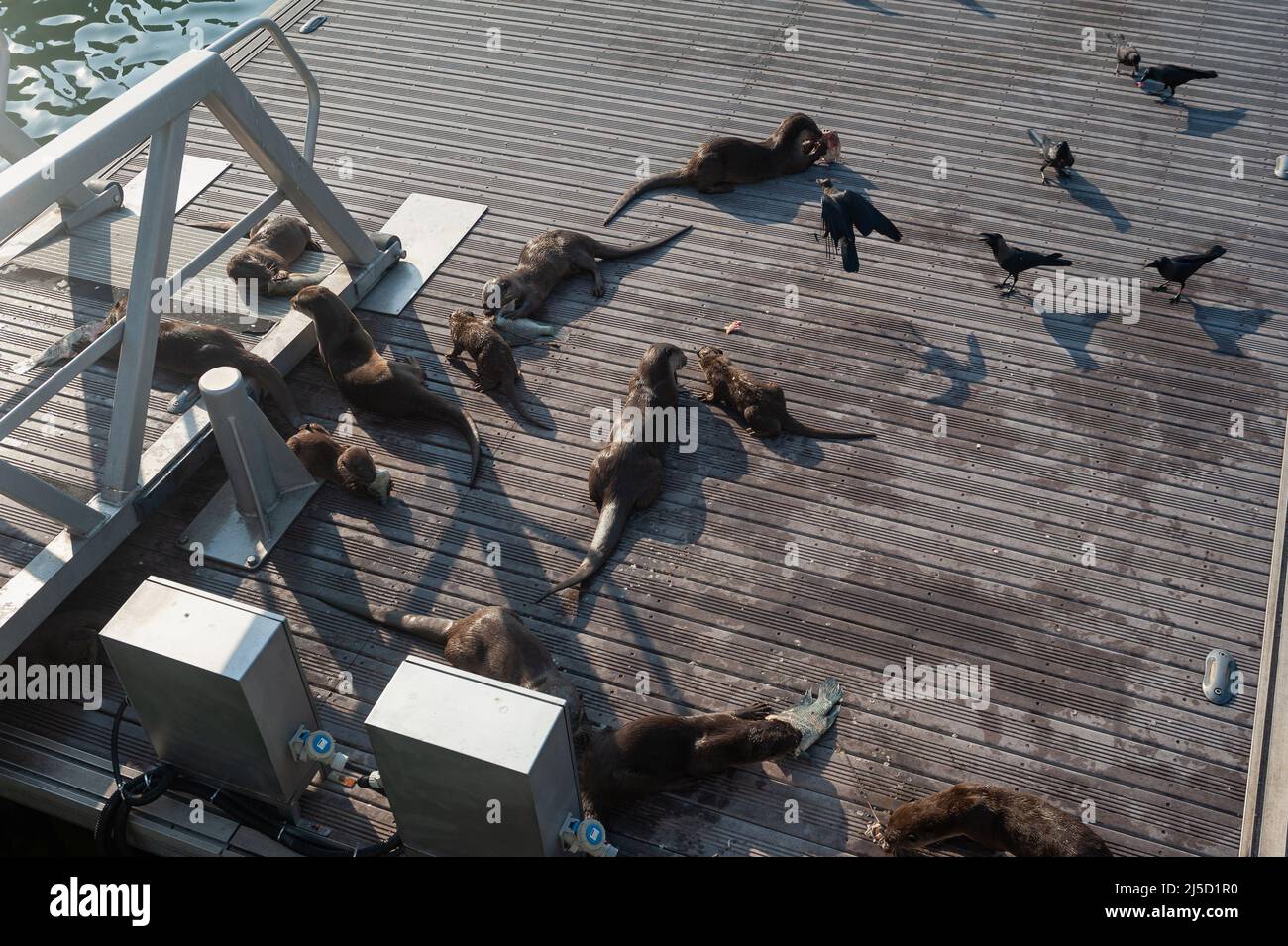 05/25/2021, Singapore, Republic of Singapore, Asia - A group of wild ...