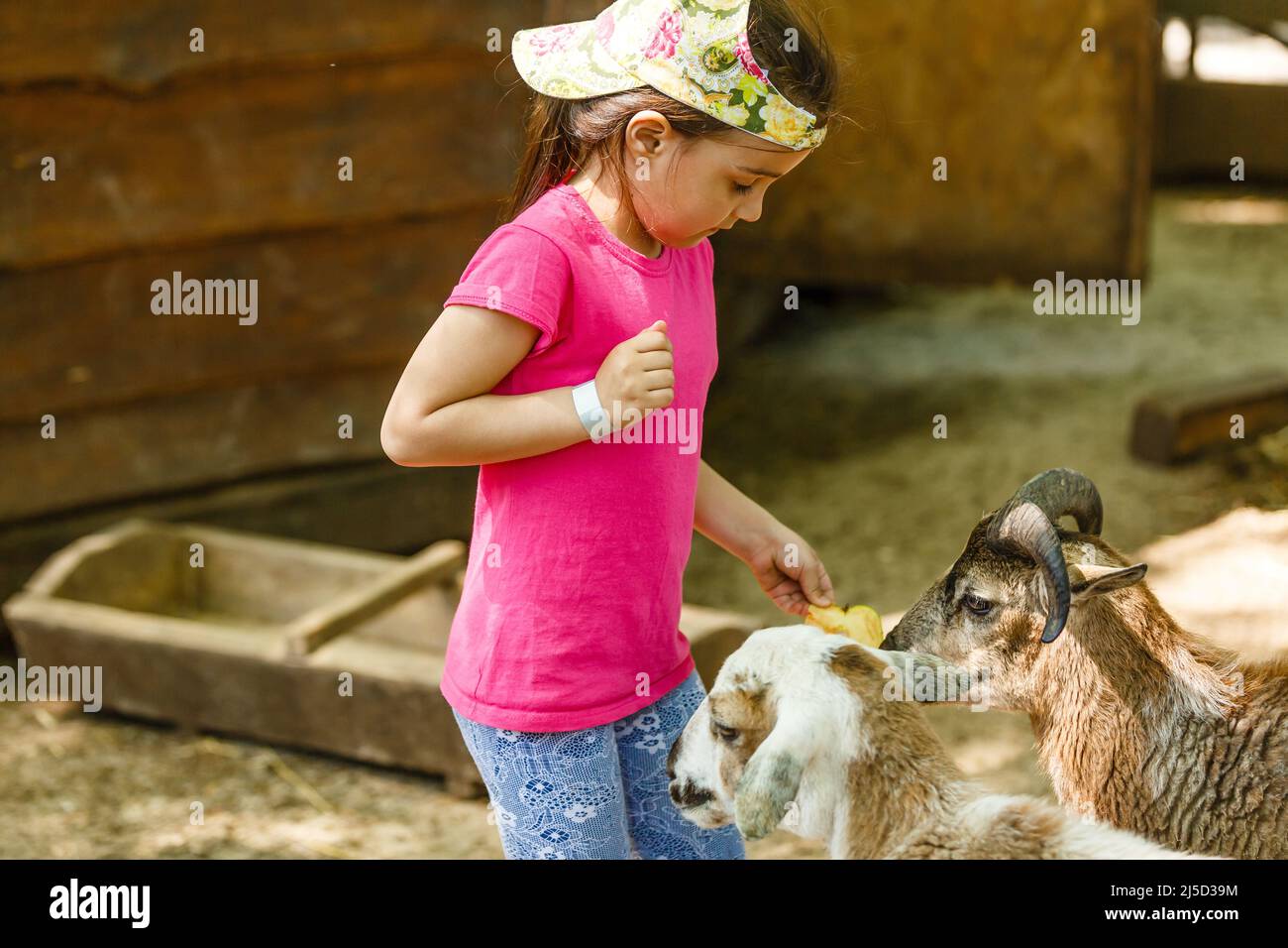 Cute little girl petting and feeding a goat at petting zoo. Child ...