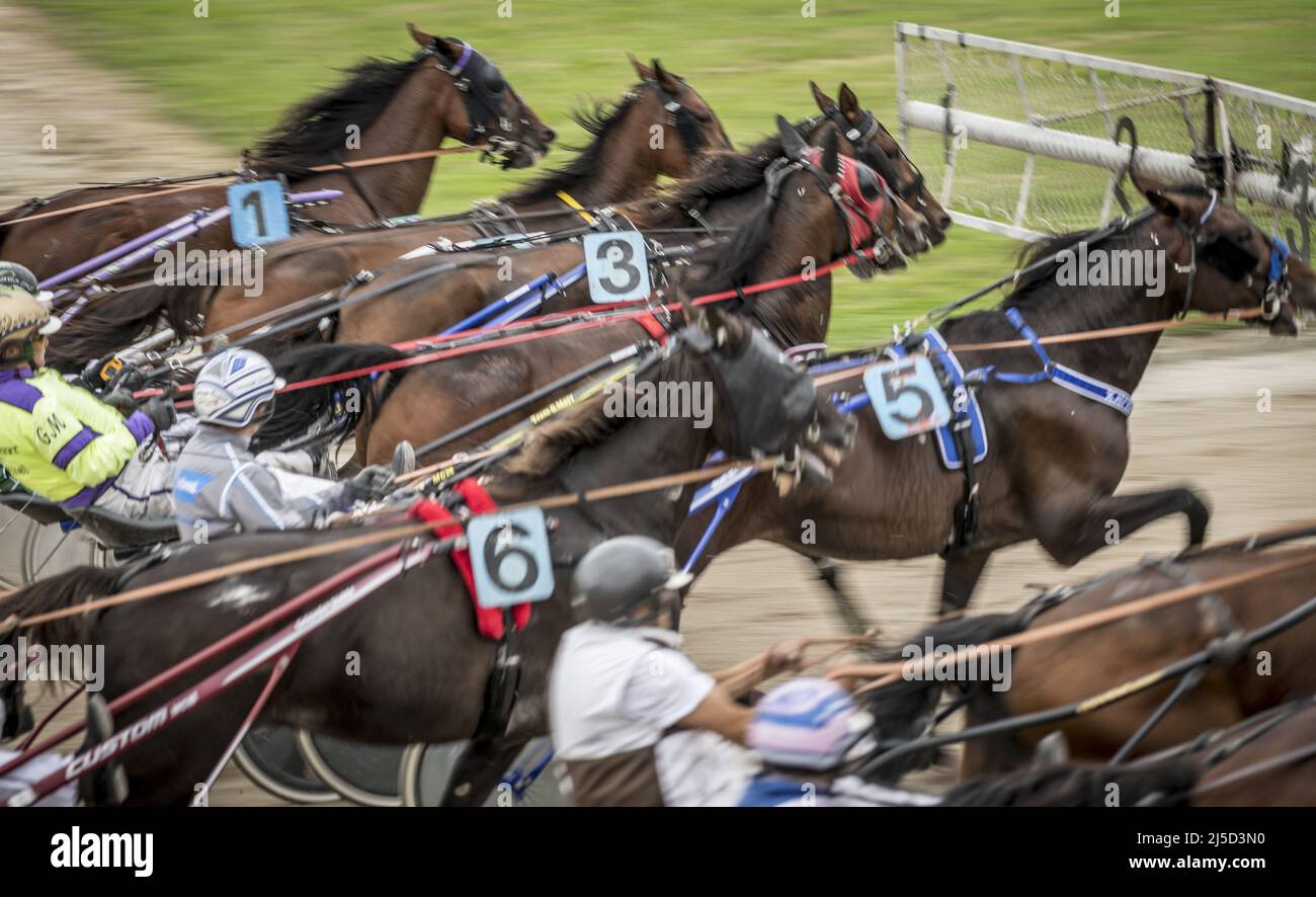 Horses behind the starting car at the trotting race in Straubing ...