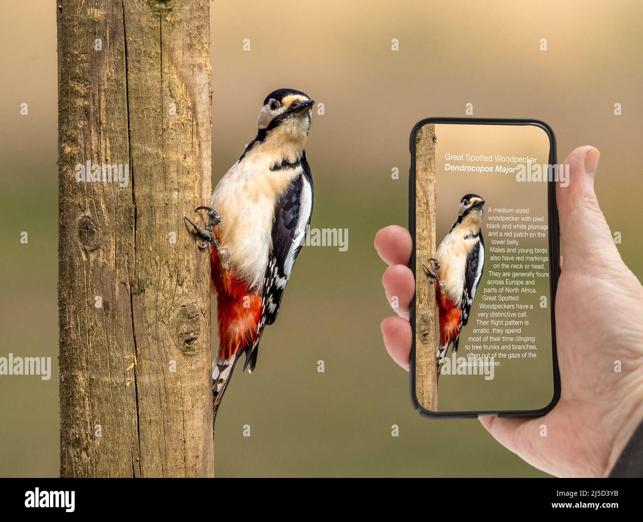 Man holding a smart phone with wildlife identifier software application ...