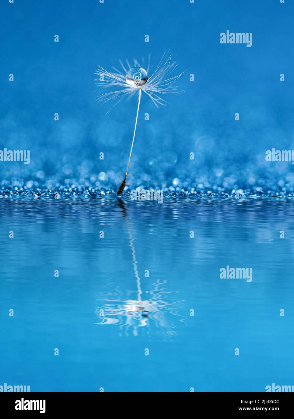 Beautiful dew drops on dandelion seed macro. Beautiful soft blue ...