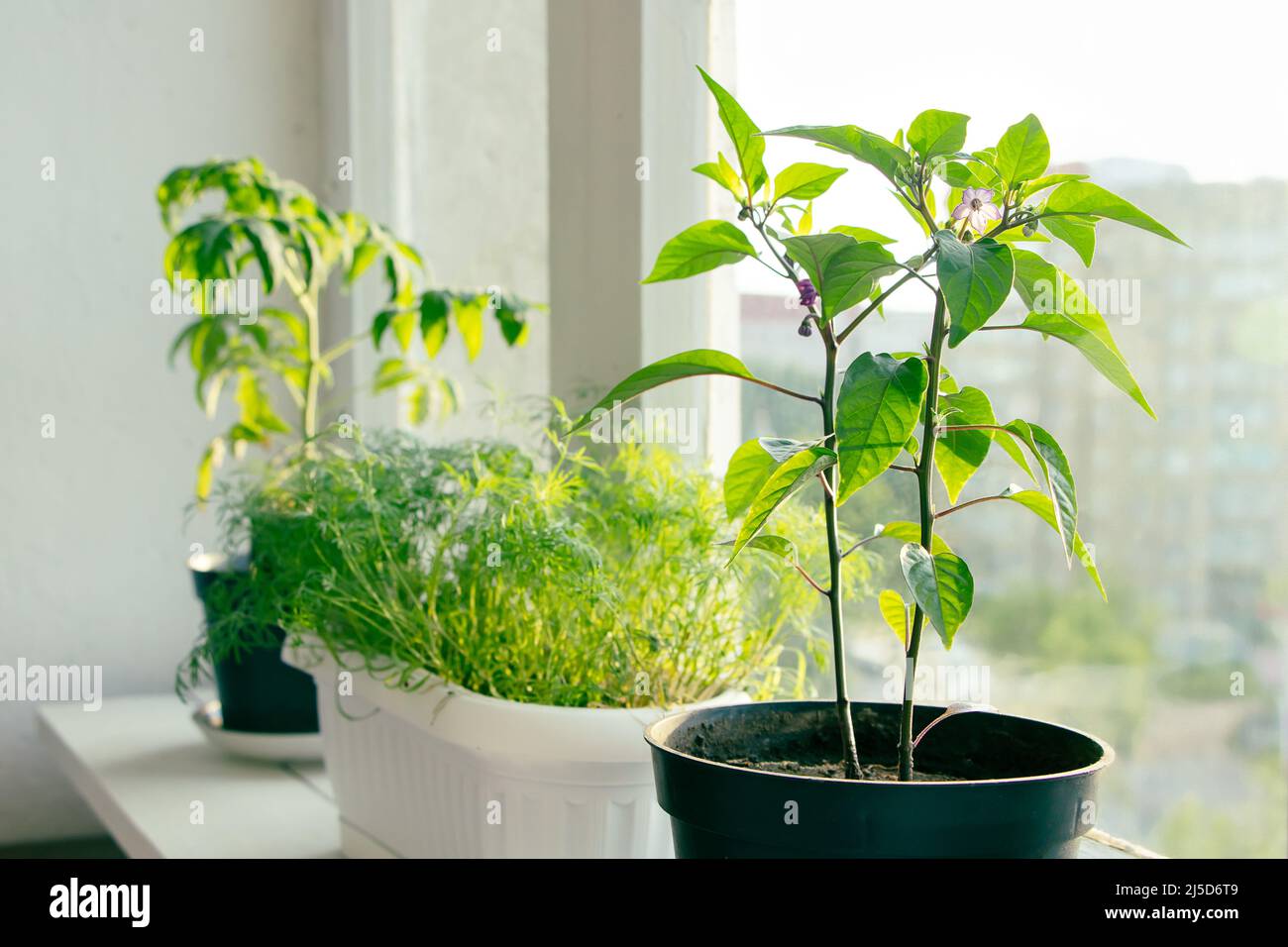 Topping Pepper Plants