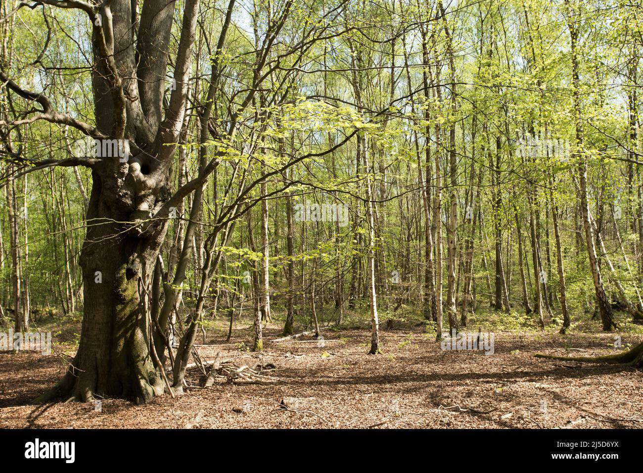 Little Monk Wood Epping Forest Essex, England UK Europe Stock Photo - Alamy