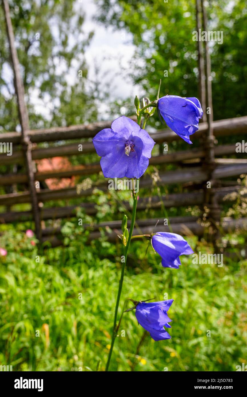 Grass leaved bellflower hi-res stock photography and images - Alamy