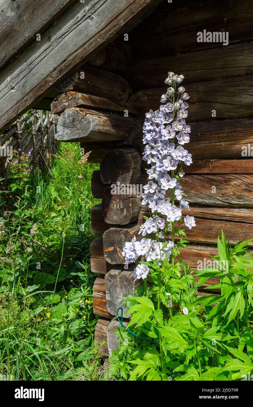 Flowering flowers at a log cabin Stock Photo - Alamy