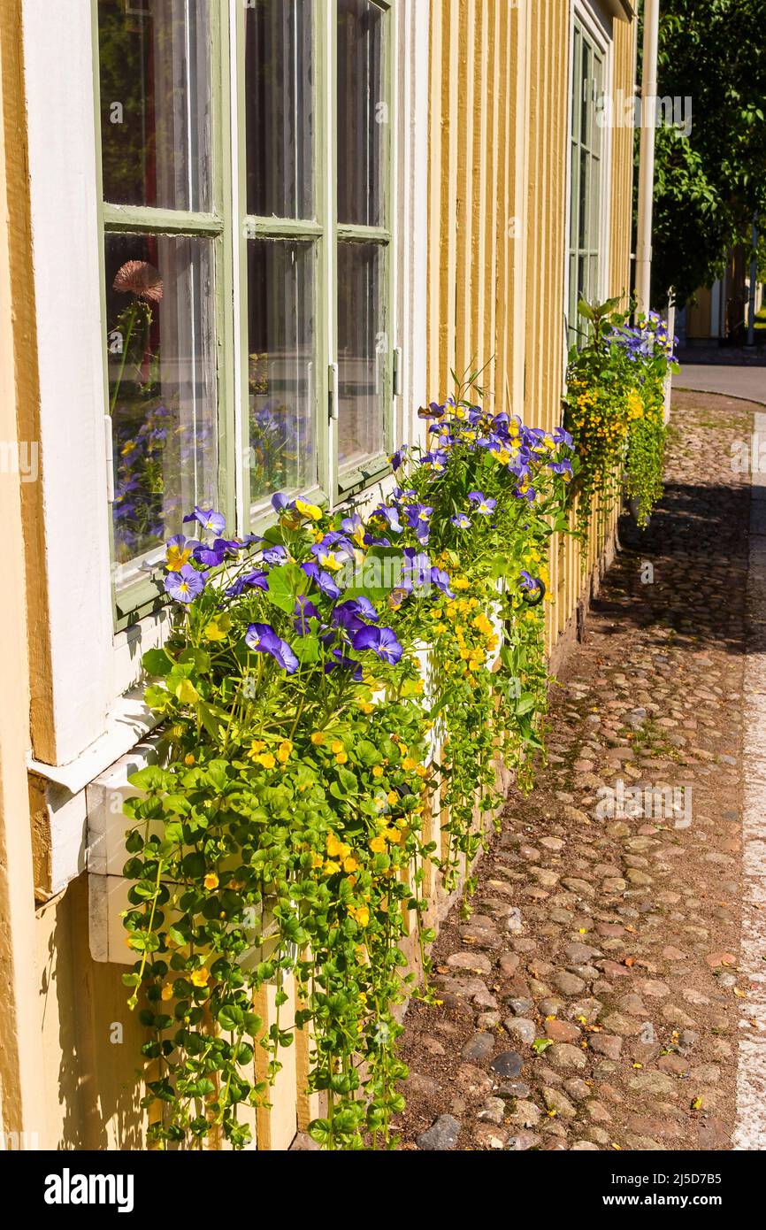 Flowering flowers under a window by a city street Stock Photo - Alamy