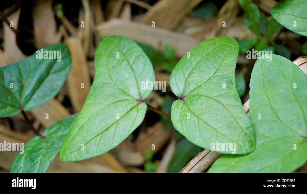 Triangle shaped twin leaf natural background pattern image. Rare plant ...