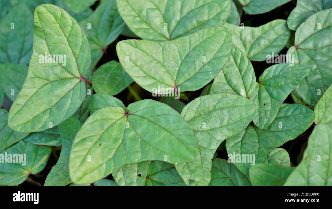 Triangle shaped twin leaf natural background pattern image. Rare plant ...