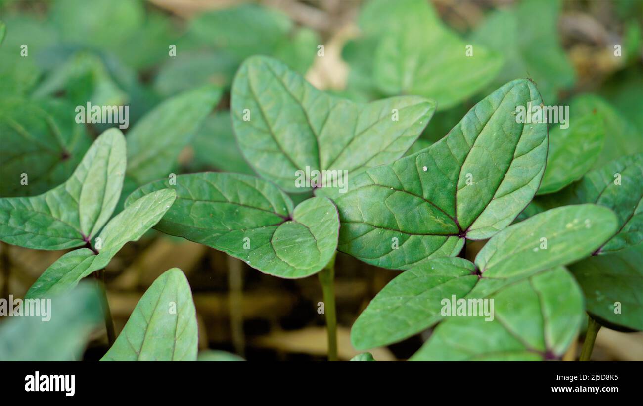 Triangle shaped twin leaf natural background pattern image. Rare plant ...