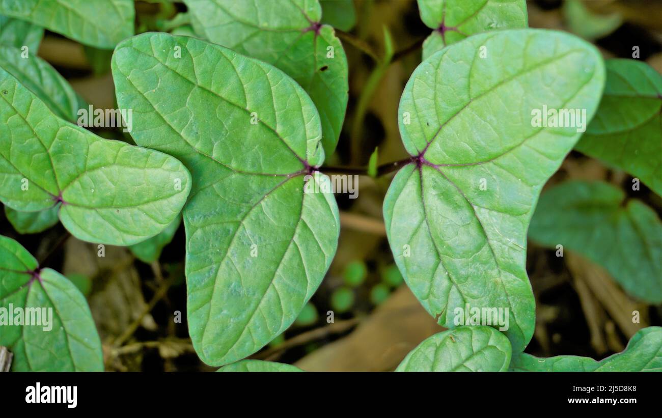 Triangle shaped twin leaf natural background pattern image. Rare plant ...