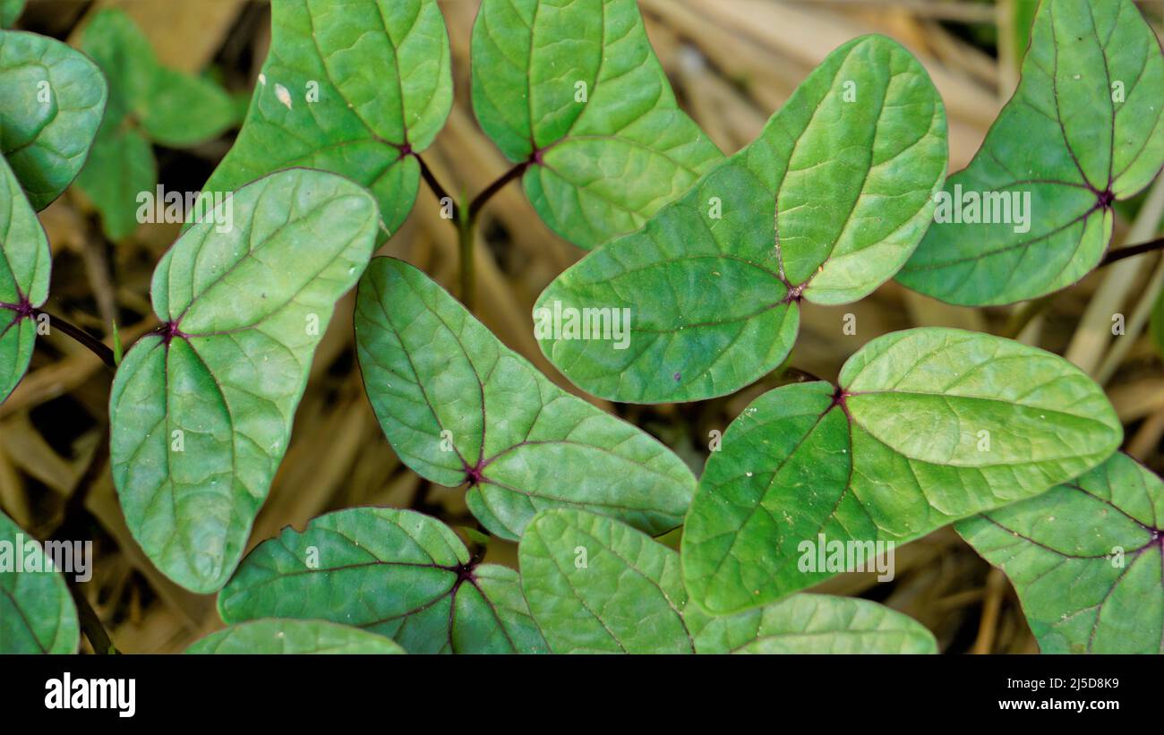 Triangle shaped twin leaf natural background pattern image. Rare plant ...