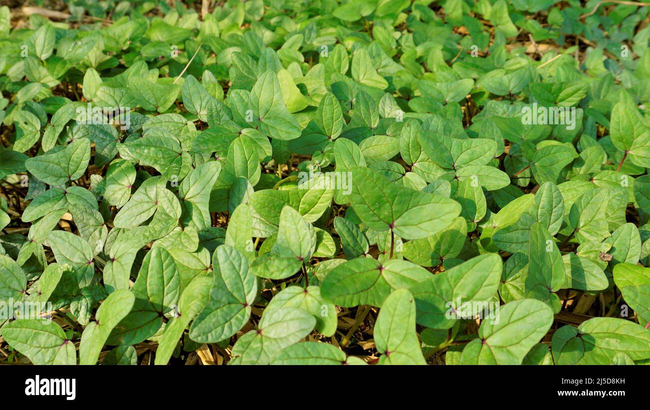 Triangle shaped twin leaf natural background pattern image. Rare plant ...