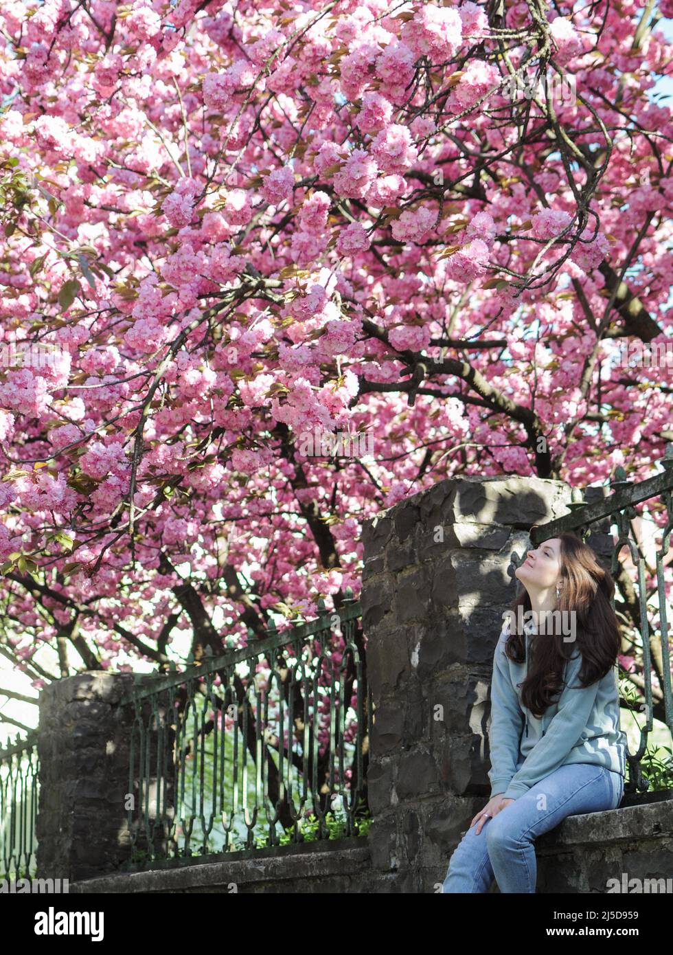 A happy smiling brunette young woman is sitting under a big sakura tree ...