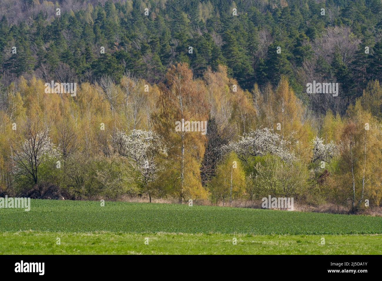 Spring rural landscape Lower Silesia Poland Stock Photo - Alamy