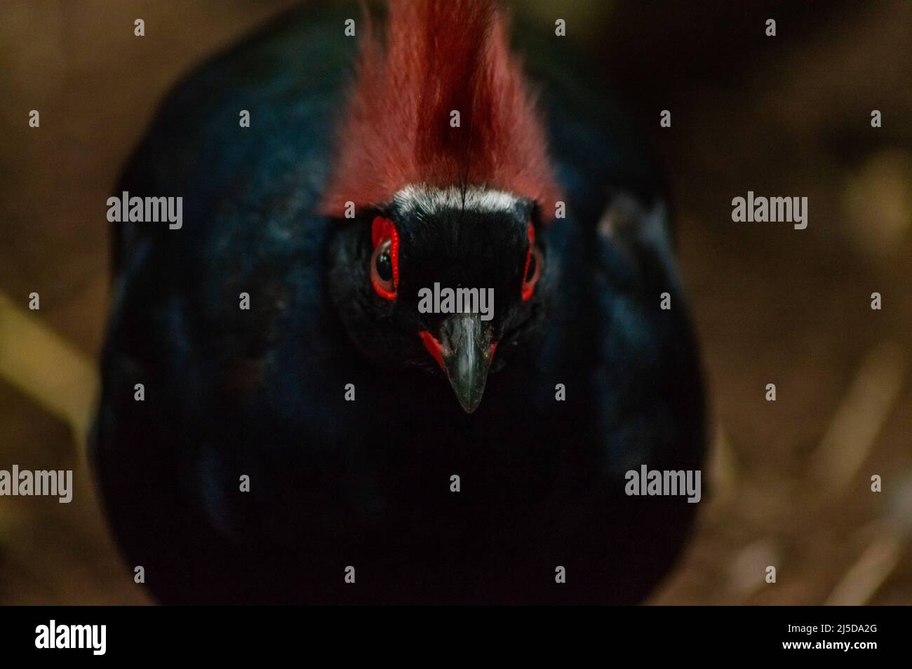 Closeup of a crested partridge Stock Photo - Alamy