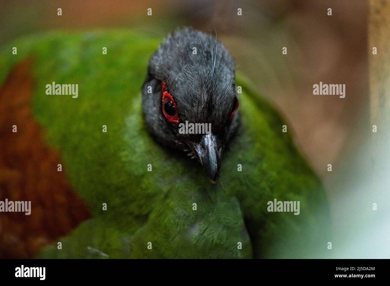 Closeup of a crested partridge Stock Photo - Alamy