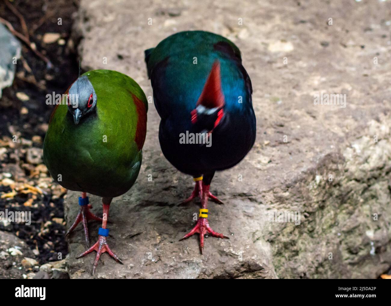 Crested partridge hi-res stock photography and images - Alamy