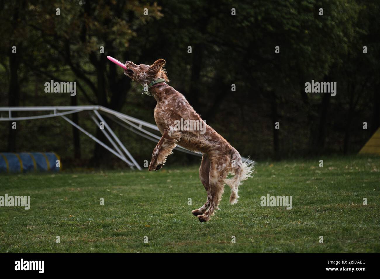 English Setter Jumping