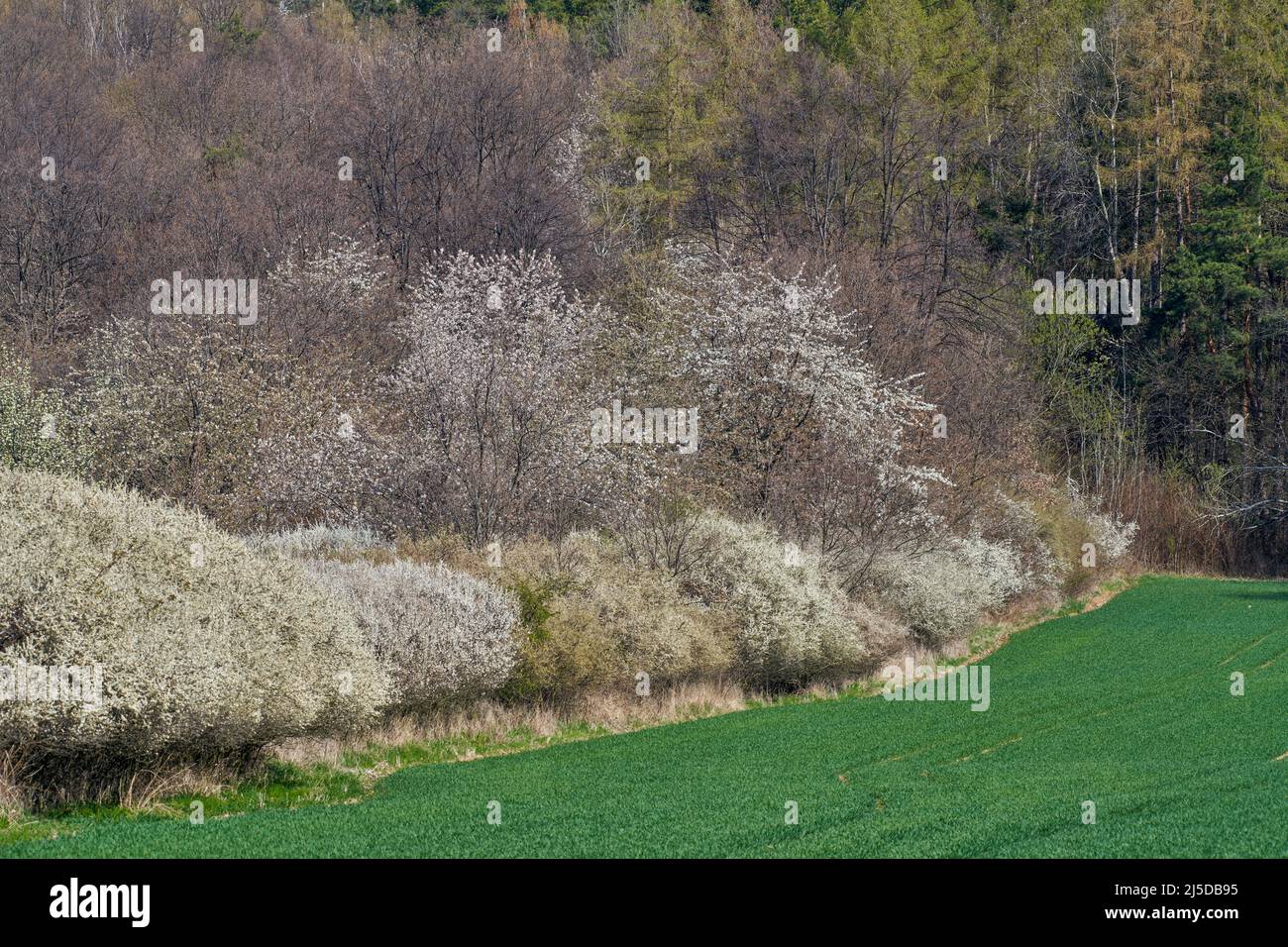 Spring rural landscape Lower Silesia Poland Stock Photo - Alamy