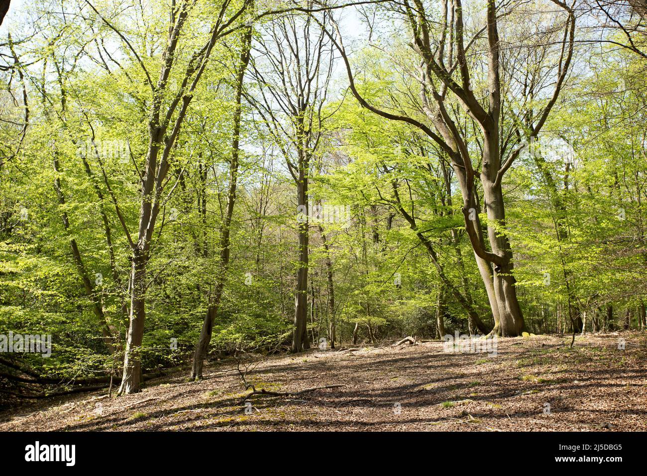 Little Monk Wood Epping Forest Essex, England UK Europe Stock Photo - Alamy