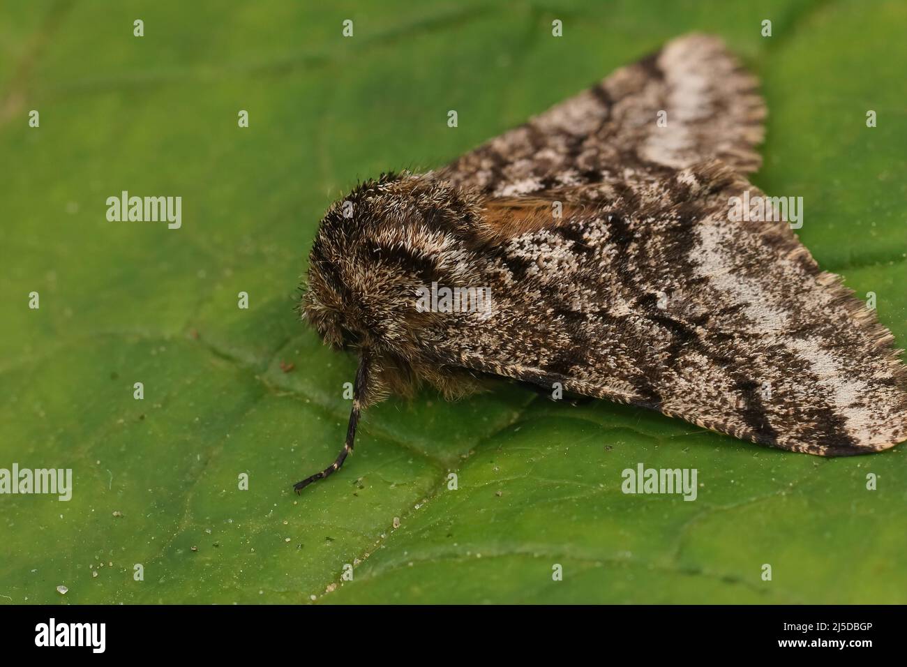 Closeup on the brindled beauty moth, Lycia hirtaria sitting on a green ...