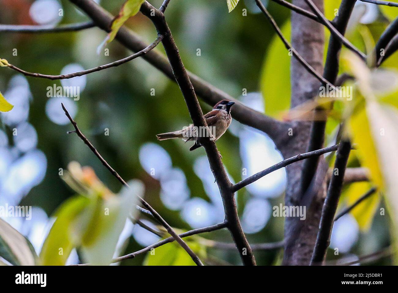 Quezon City. 22nd Apr, 2022. A Eurasian tree sparrow perches on a tree ...