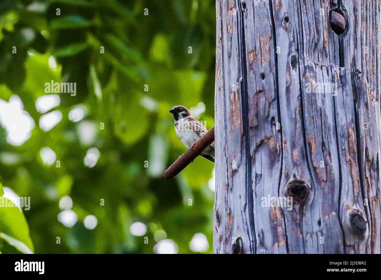 Quezon City. 22nd Apr, 2022. A Eurasian tree sparrow perches on a tree ...