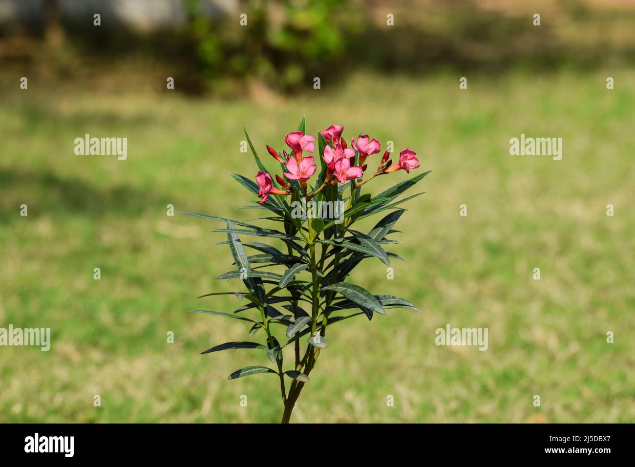 Cascabela thevetia flowers also known as Kaner flower. Dark pink color ...