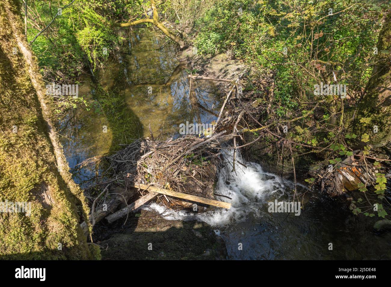 Natural blockage by tree stump creating upstream pool, Afon Cloidach ...