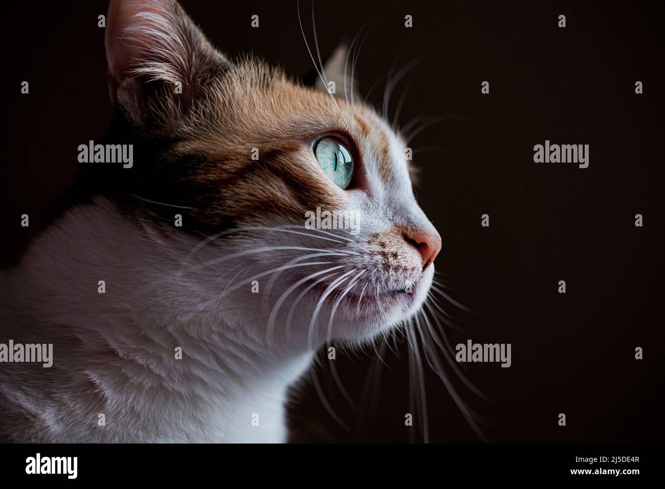 Beautiful calico cat stands on a dark background, close up, macro ...
