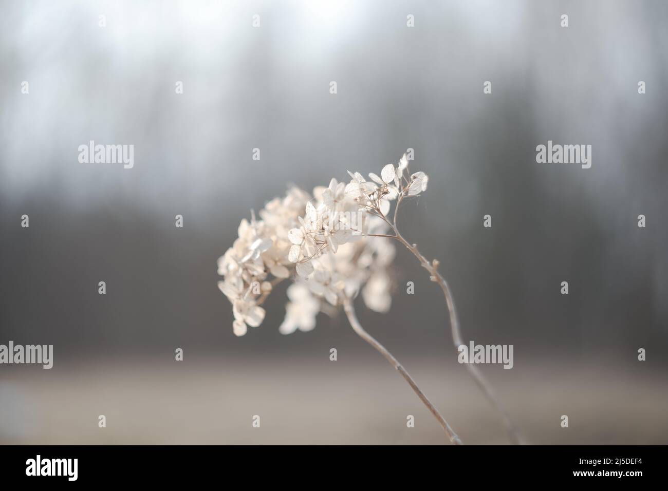 Dry hydrangea branches with flowers on a blurry background. Hydrangea ...