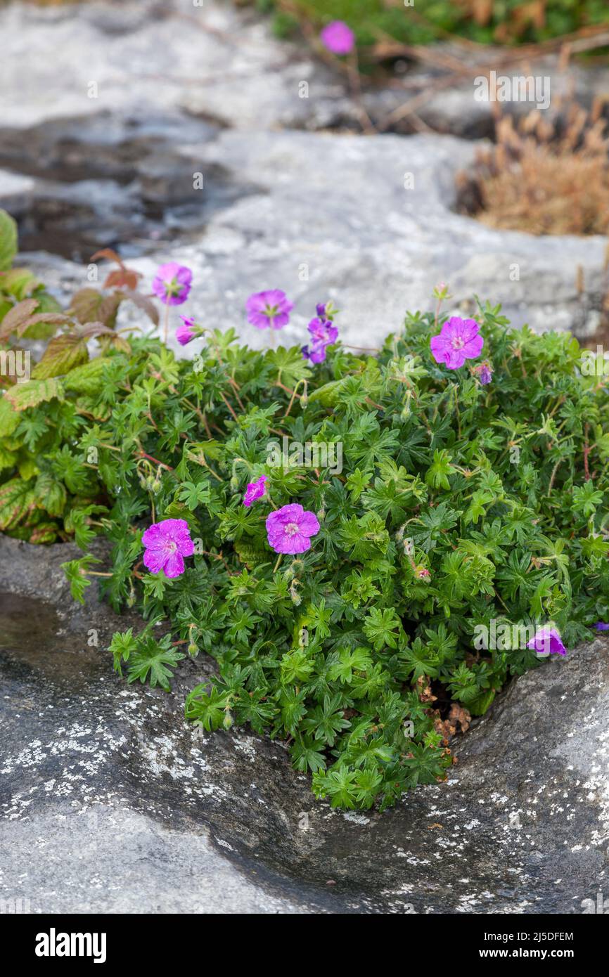 Bloody Cranesbill; Geranium sanguineum; Growing on Limestone; UK Stock ...