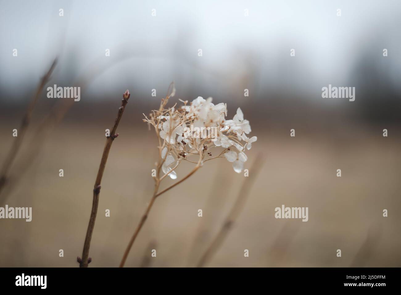 Dry hydrangea flowers on a blurry background. Hydrangea Hortensis ...